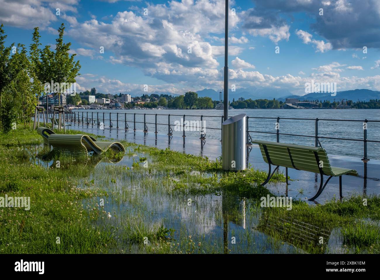 white swans at the Pipeline after flood at the Lake Constance Stock ...