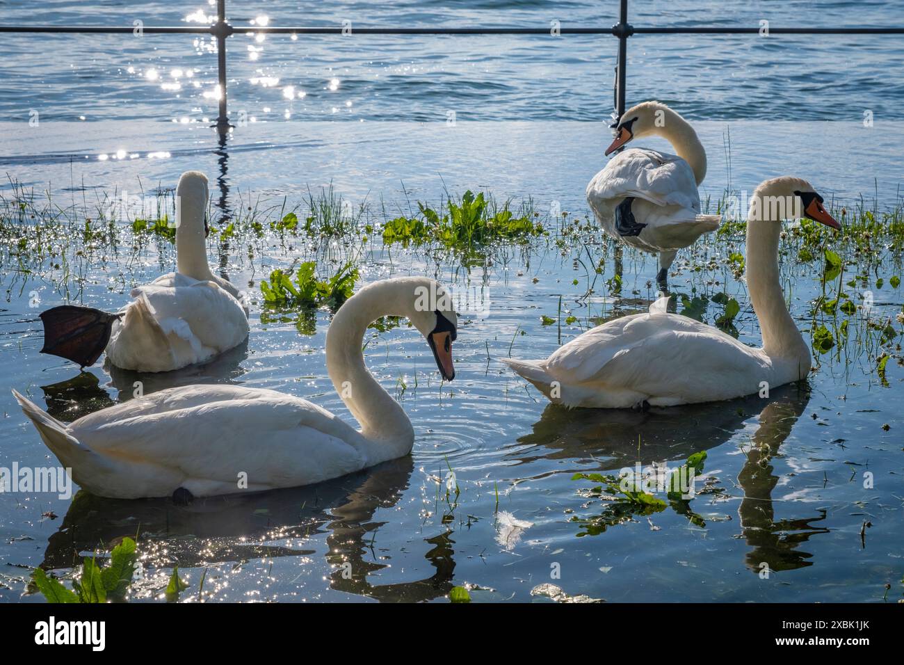 white swans at the Pipeline after flood at the Lake Constance Stock ...