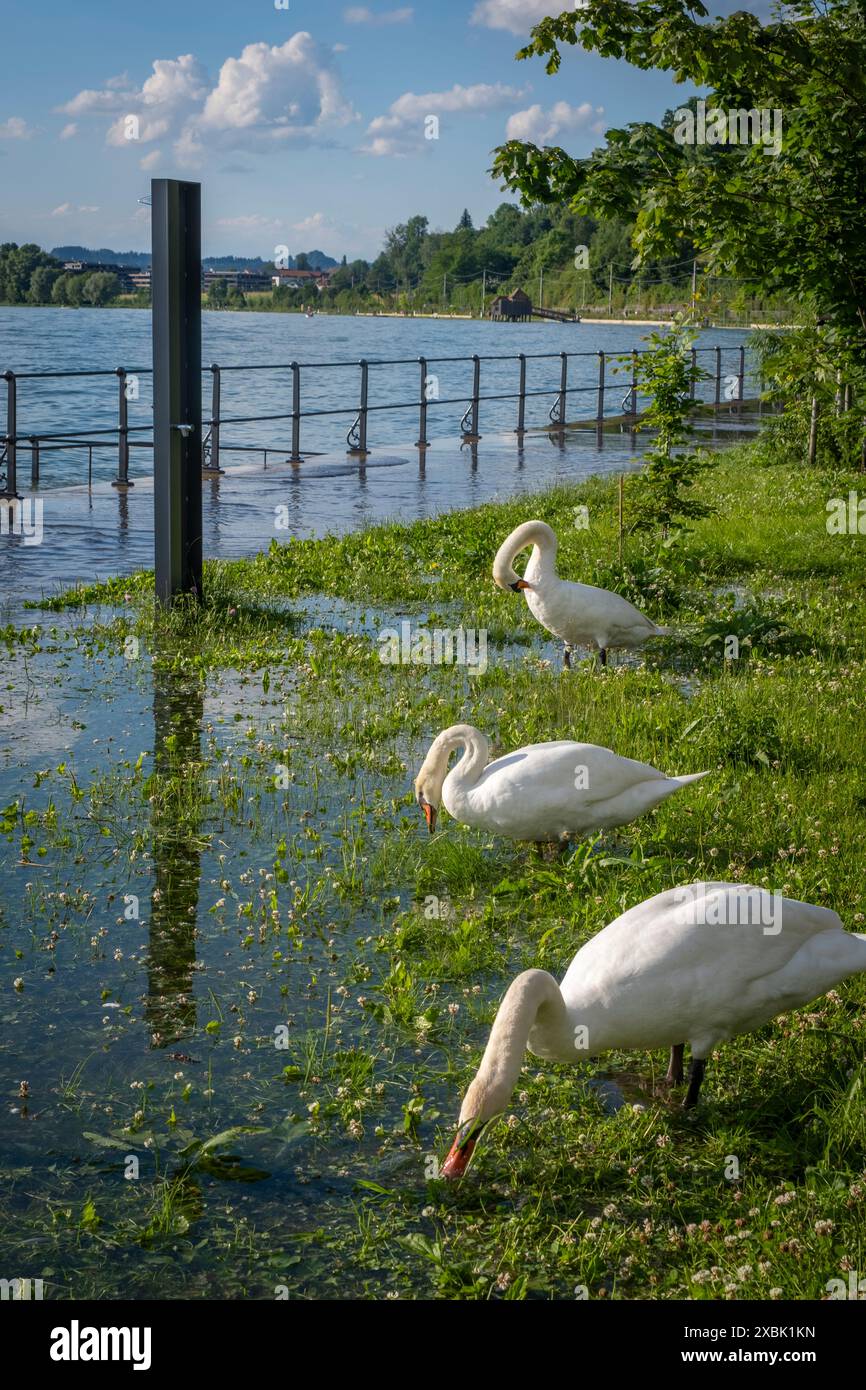 white swans at the Pipeline after flood at the Lake Constance Stock ...