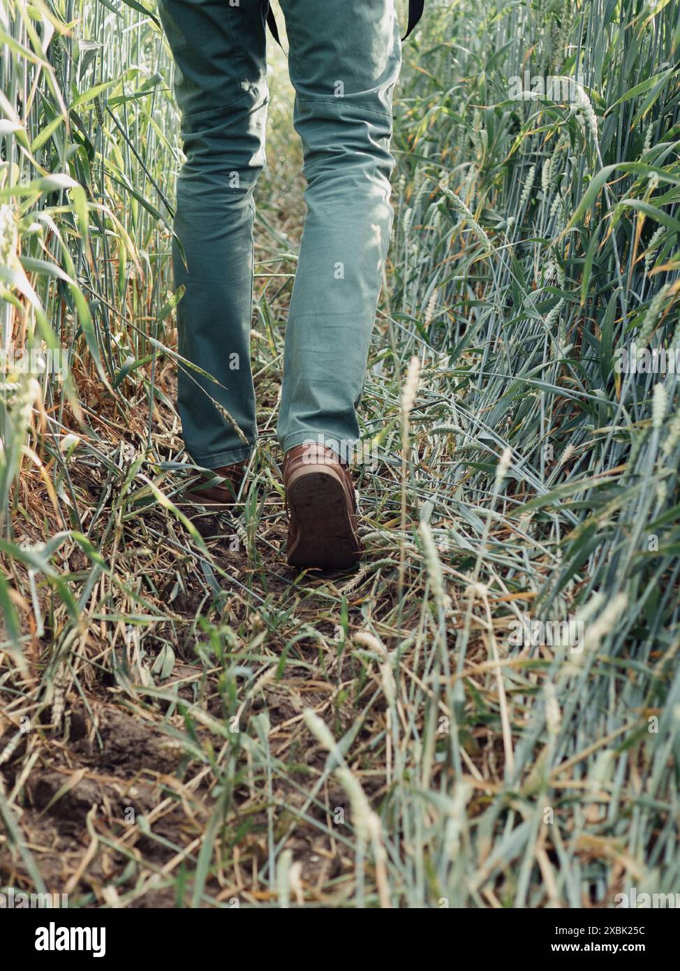 Walking in the Field of Rye: A vertical point-of-view close-up shot ...