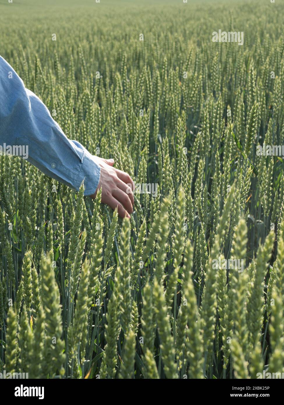 A vertical close up shot of a man’s hand gently touching the green rye ...