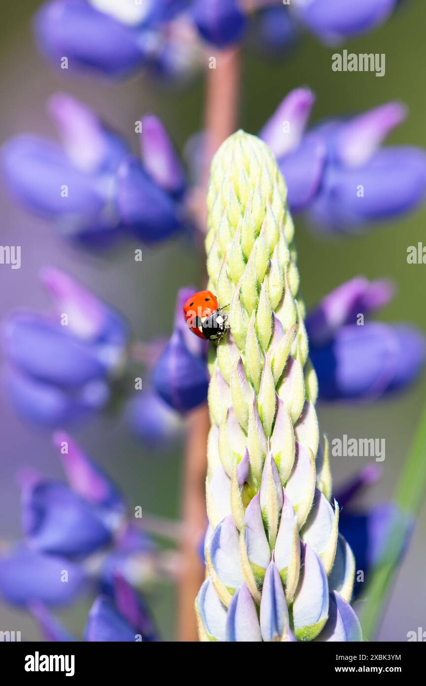 Ladybug on a meadow, macro of a bug insect, beetle climbing up a flower ...