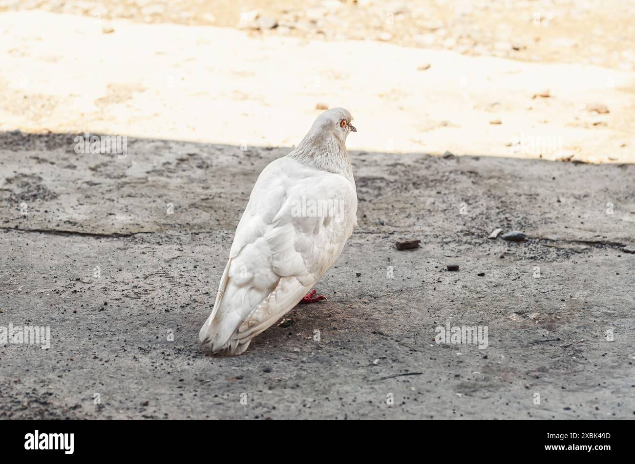 White city pigeon on ground Stock Photo - Alamy