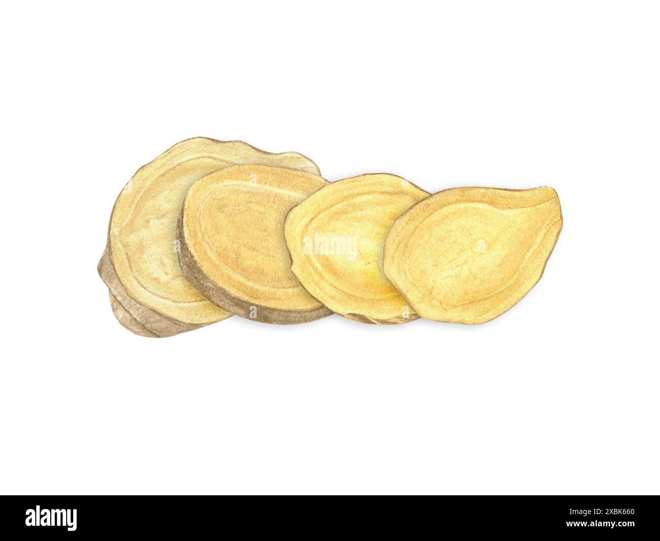 Ginger root slices lying on top of each other. Watercolor illustration ...