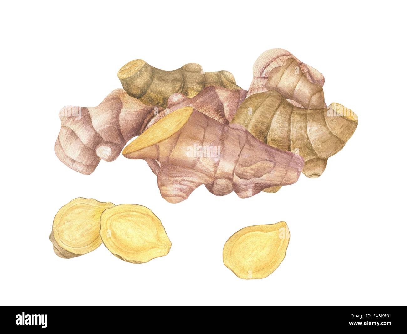 Ginger root heap. Whole and slices ginger. Watercolor illustration ...