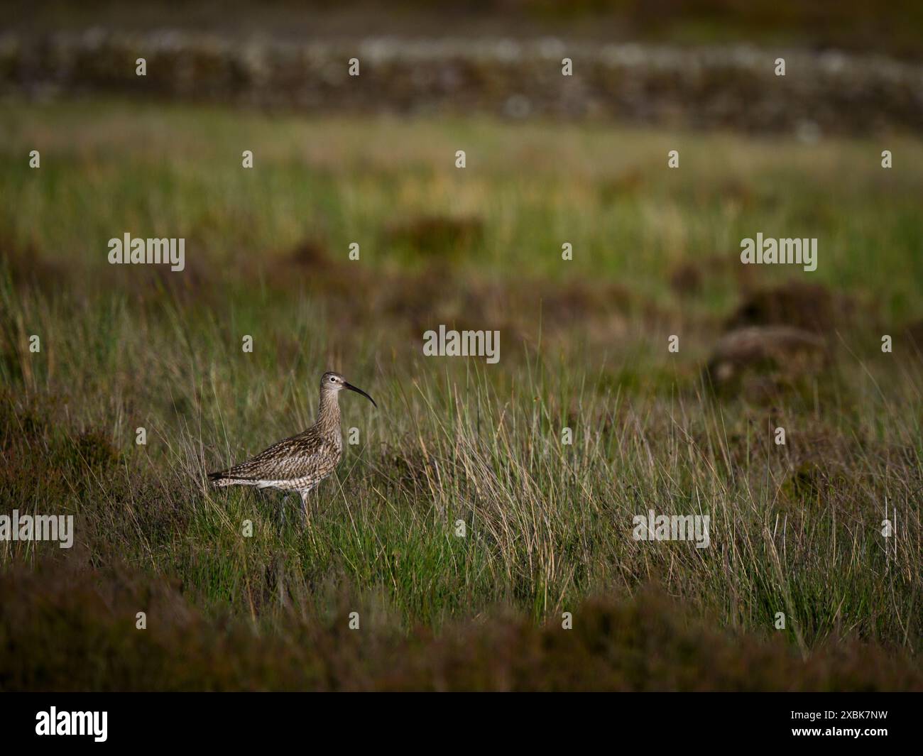 Tall slender birds hi-res stock photography and images - Alamy
