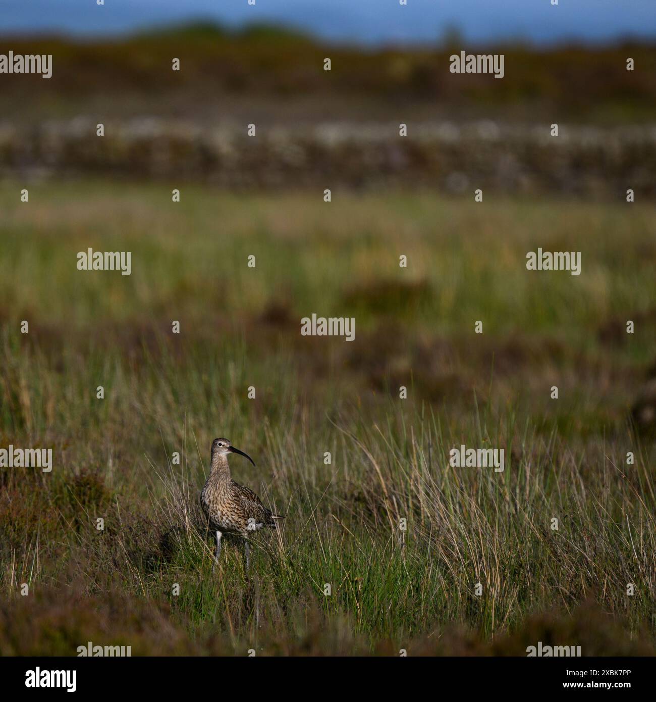 Eurasian curlew standing (tall wader, long curving beak & legs ...