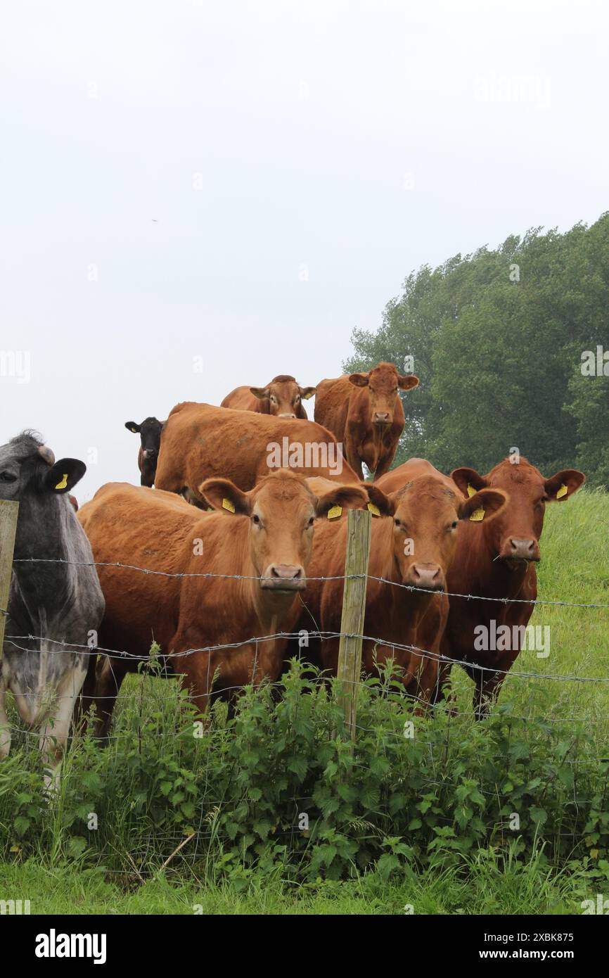 Bull in north yorkshire field hi-res stock photography and images - Alamy