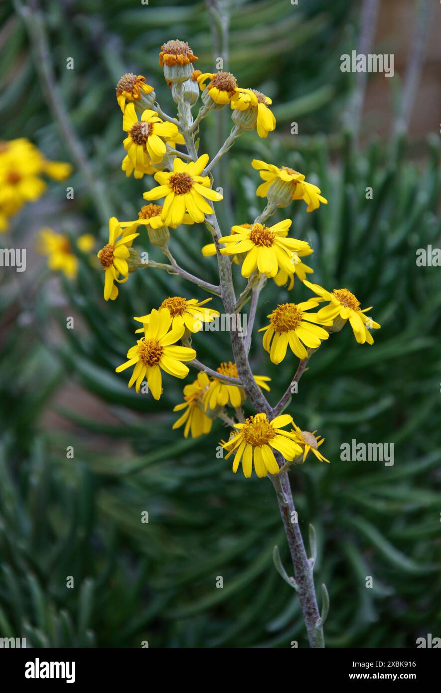 Caputia pyramidata hi-res stock photography and images - Alamy