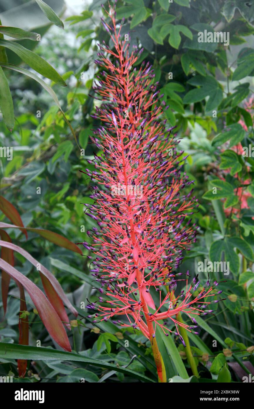 Bromeliad, Portea petropolitana, Bromeliaceae. Southeast Brazil (to ...
