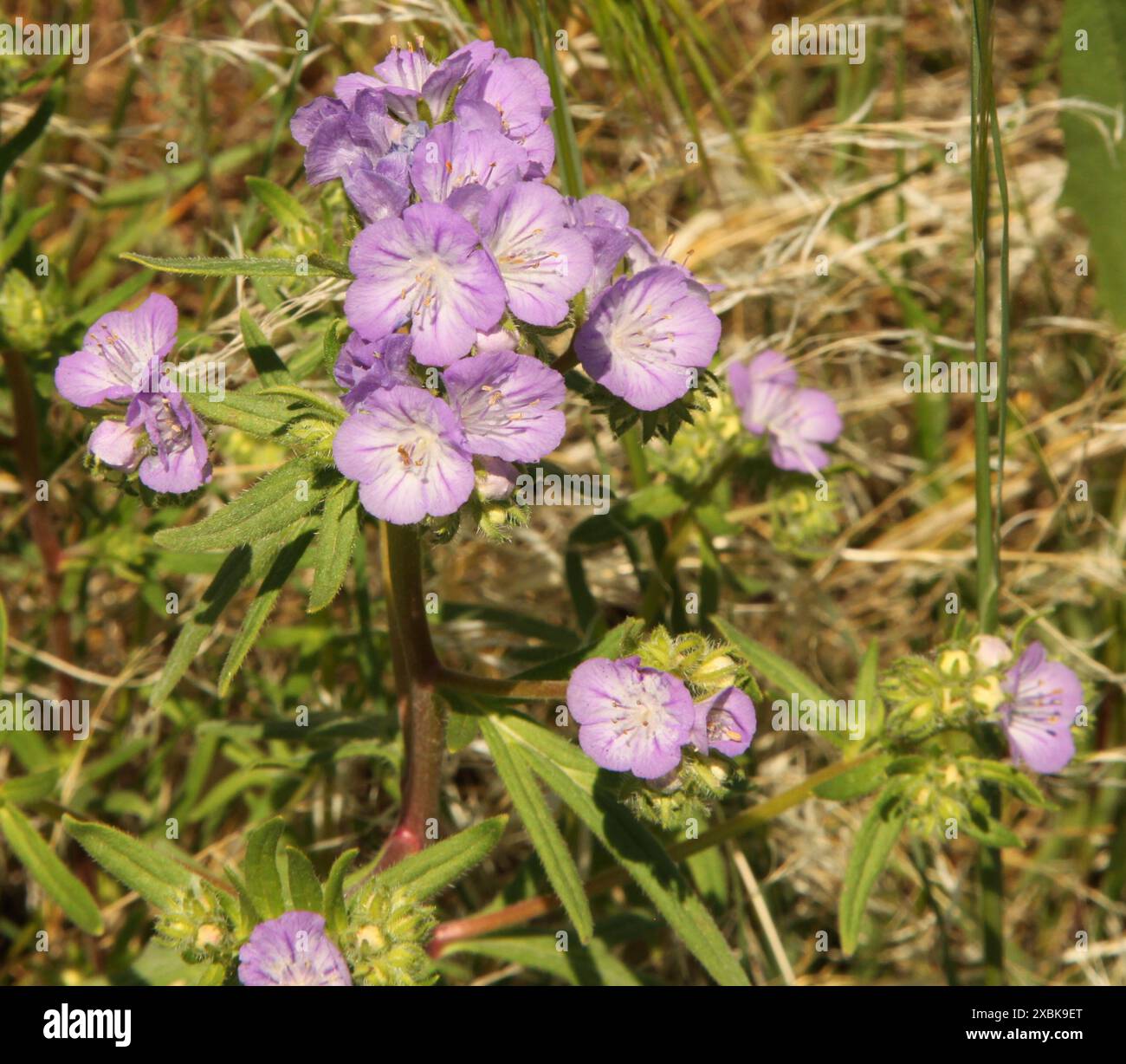 Threadleaf Phacelia (Phacelia linearis) purple wildflower at First ...