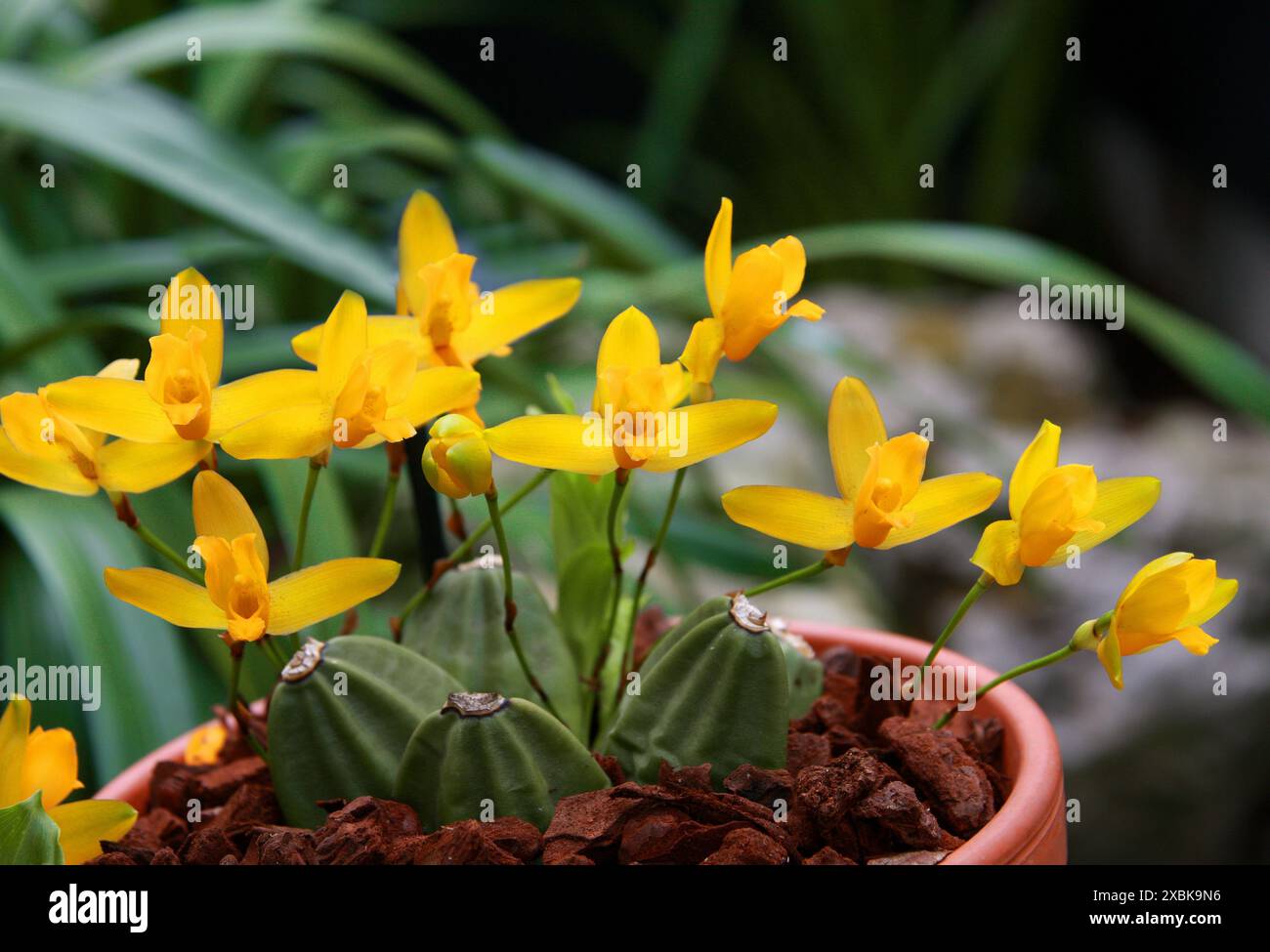 Lycaste hi-res stock photography and images - Alamy