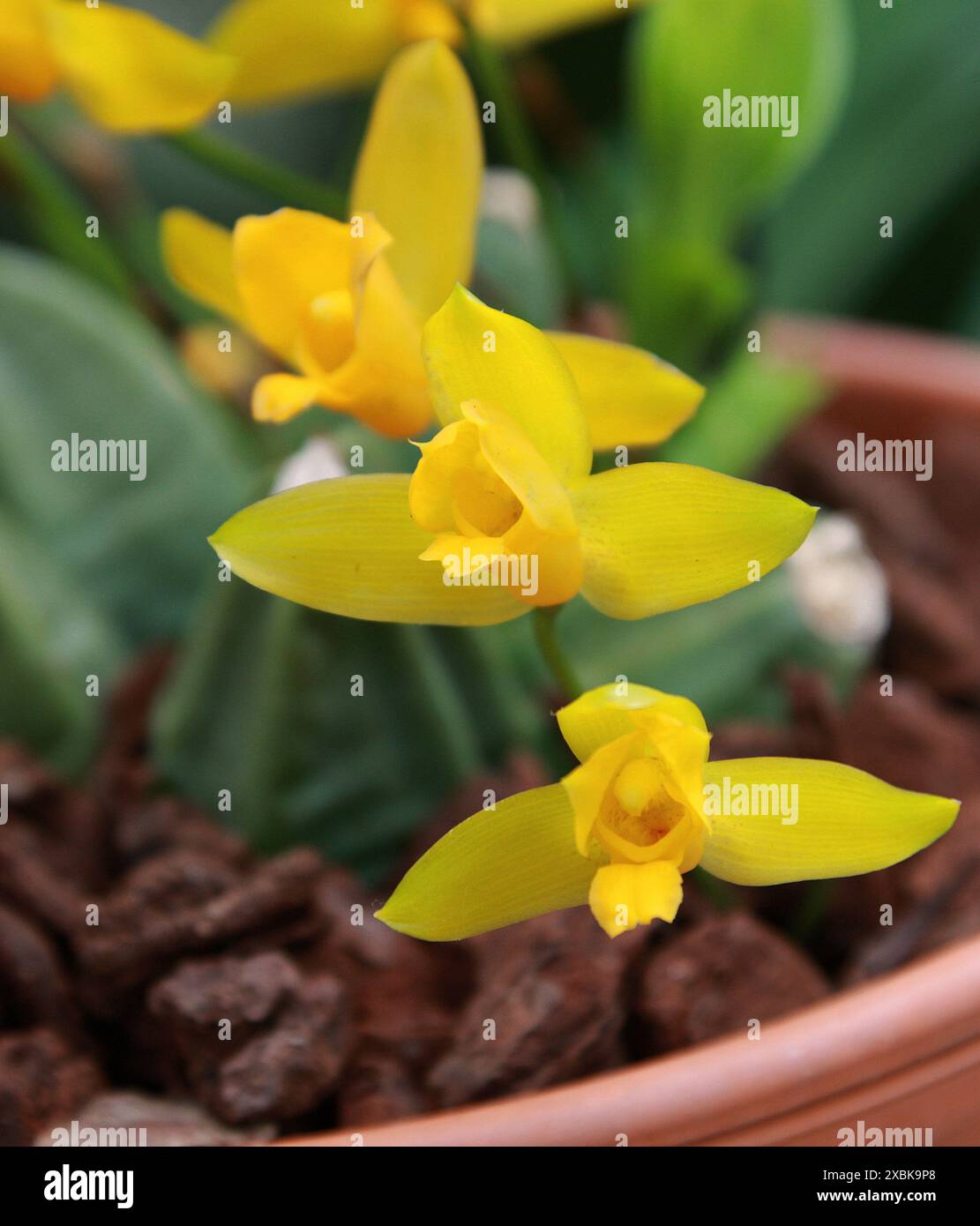 Lycaste hi-res stock photography and images - Alamy
