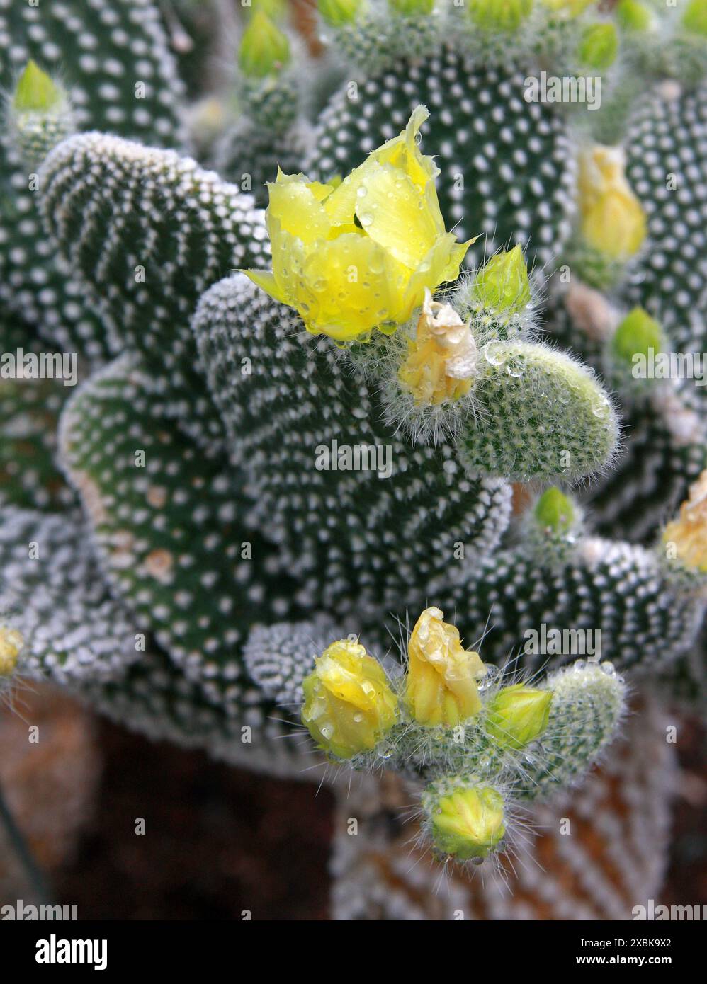 Botany cactaceae angels wings hi-res stock photography and images - Alamy