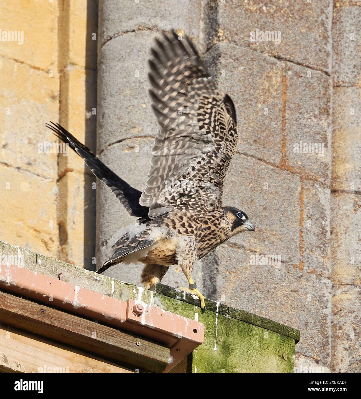 A Peregrine Falcon Eyas (Falco peregrinus) on Tewkesbury Abbey ...
