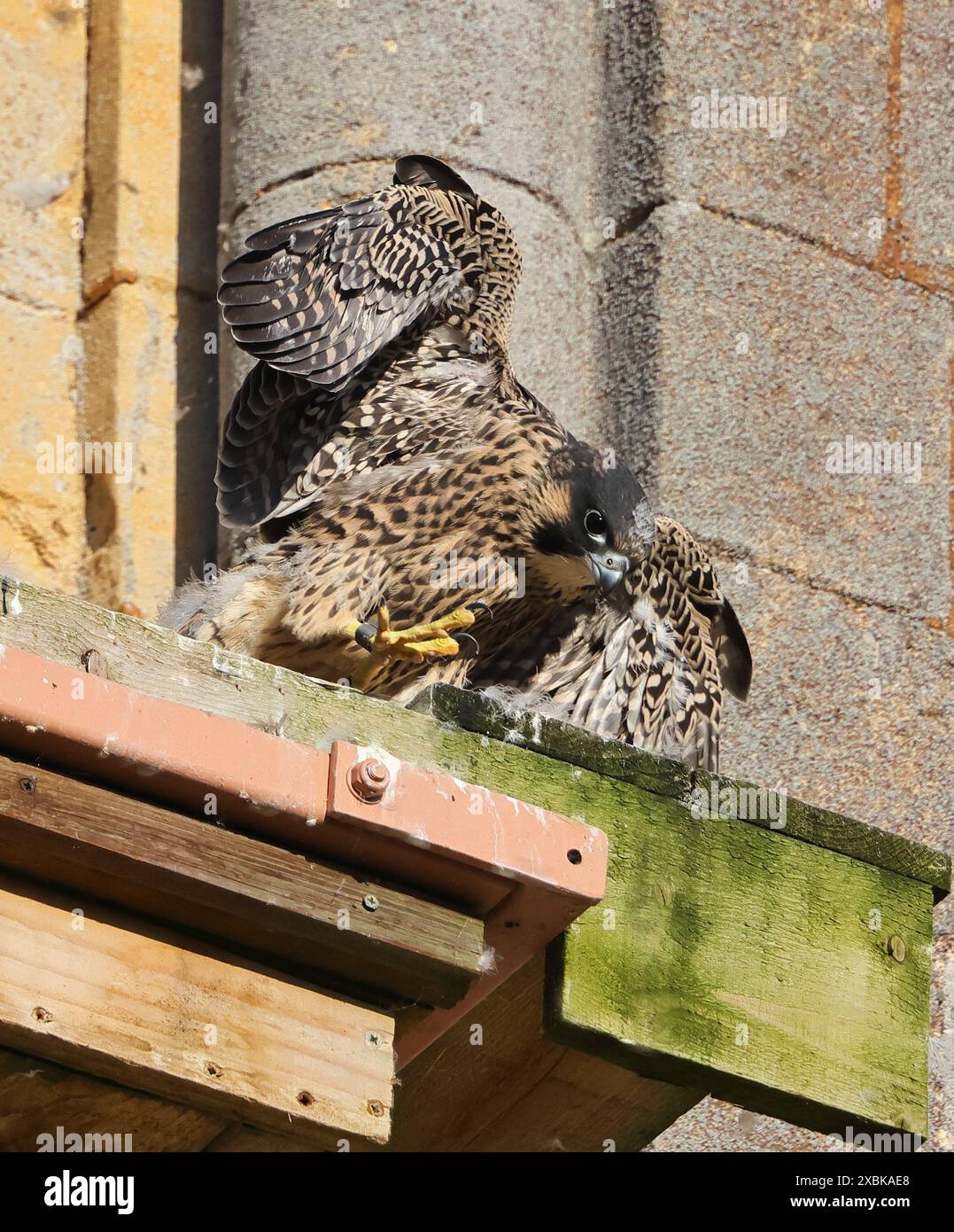 A young peregrine falcon hi-res stock photography and images - Alamy