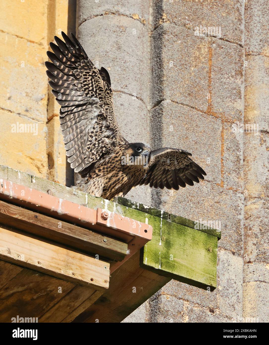 A young peregrine falcon hi-res stock photography and images - Alamy