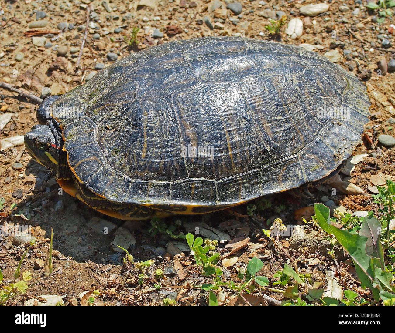 water turtle along Shinn pond, Quarry Lakes Regional Recreation Area ...
