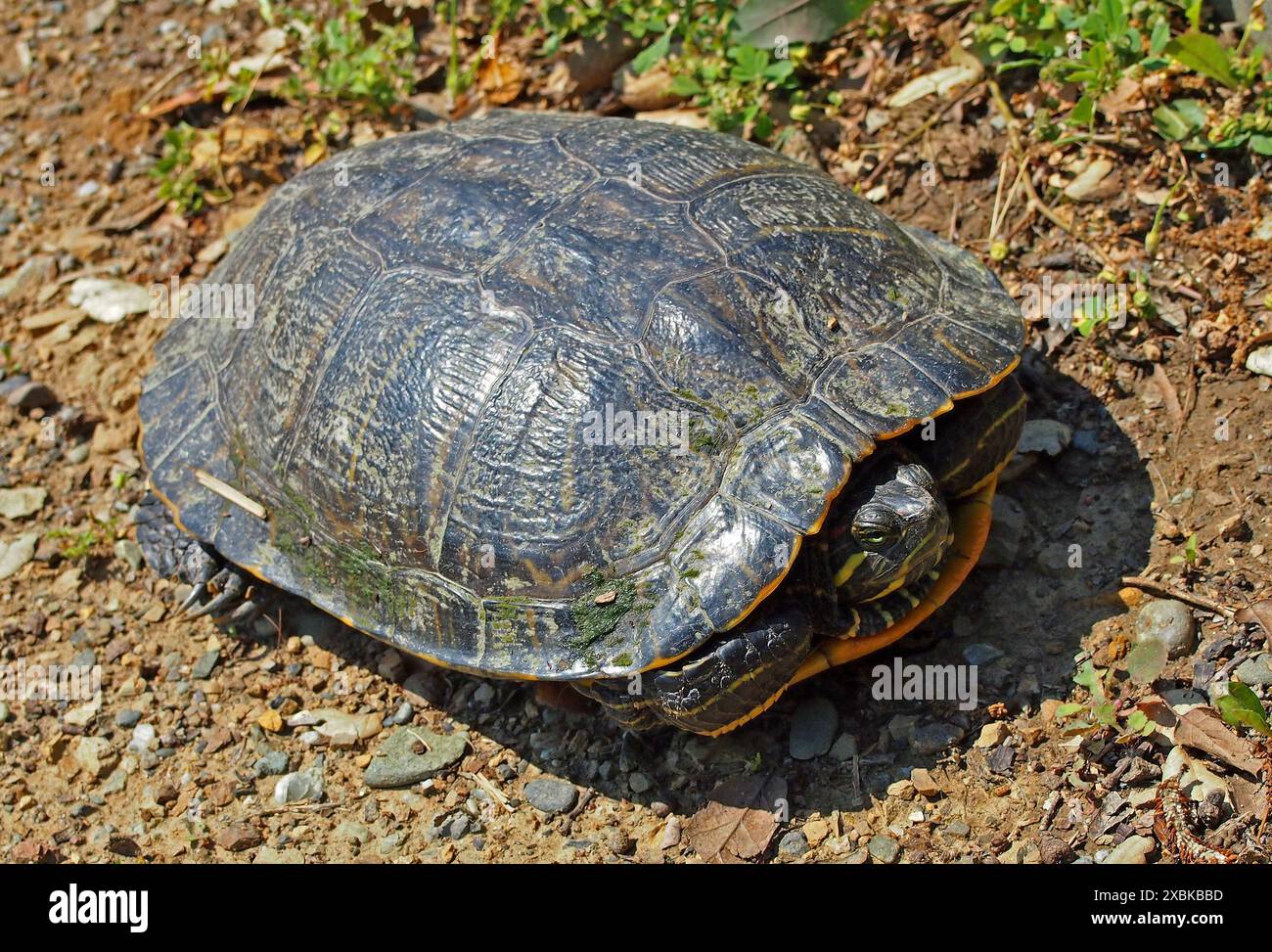 water turtle along Shinn pond, Quarry Lakes Regional Recreation Area ...