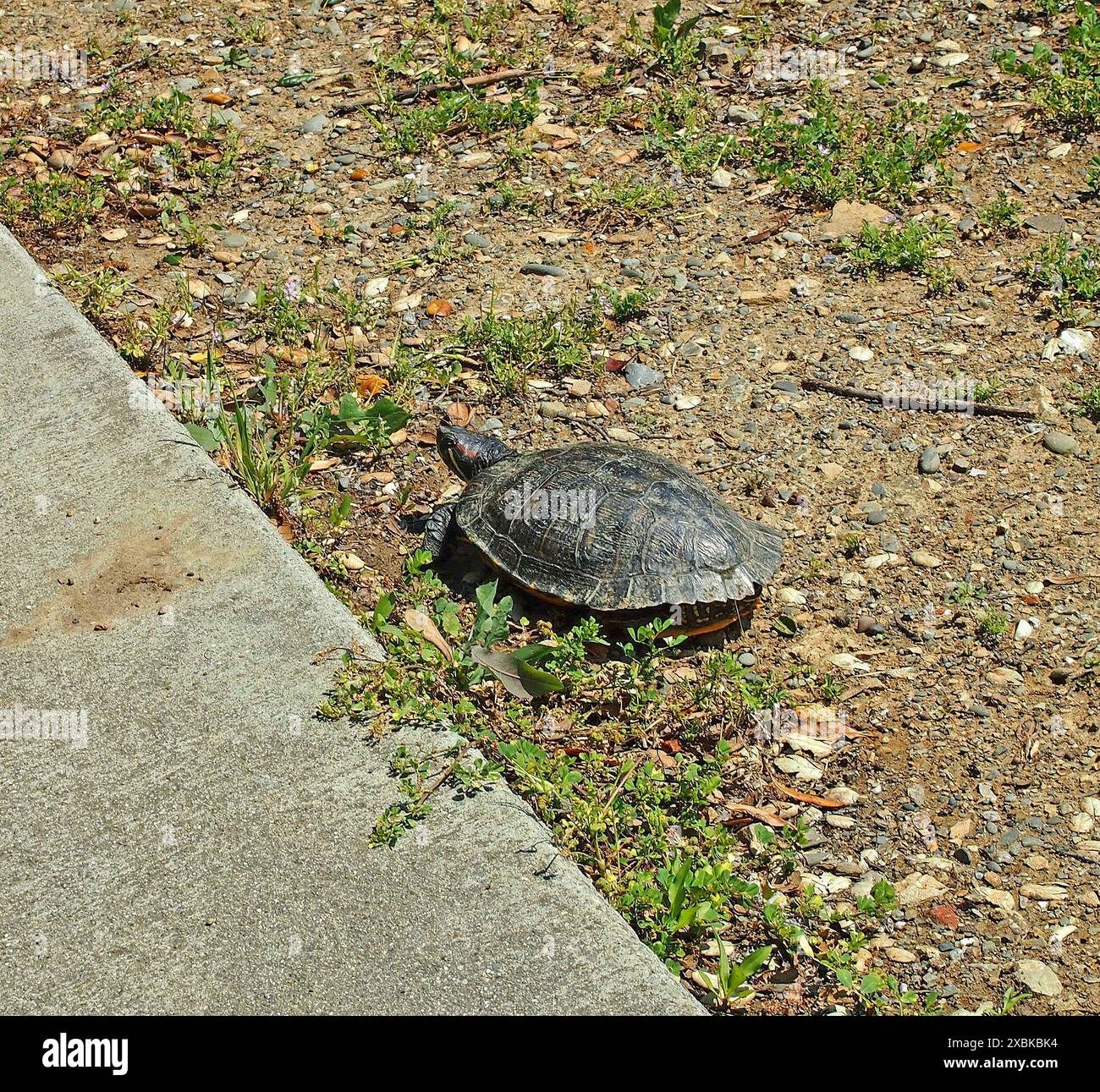 water turtle along Shinn pond, Quarry Lakes Regional Recreation Area ...