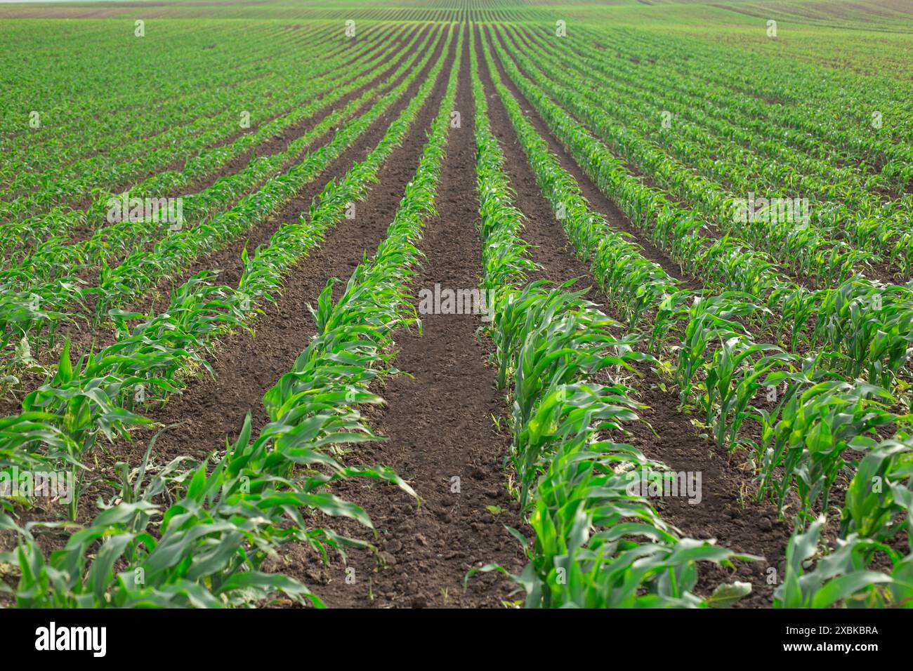 Green plantations grow in the field. Vegetable rows. Farming ...