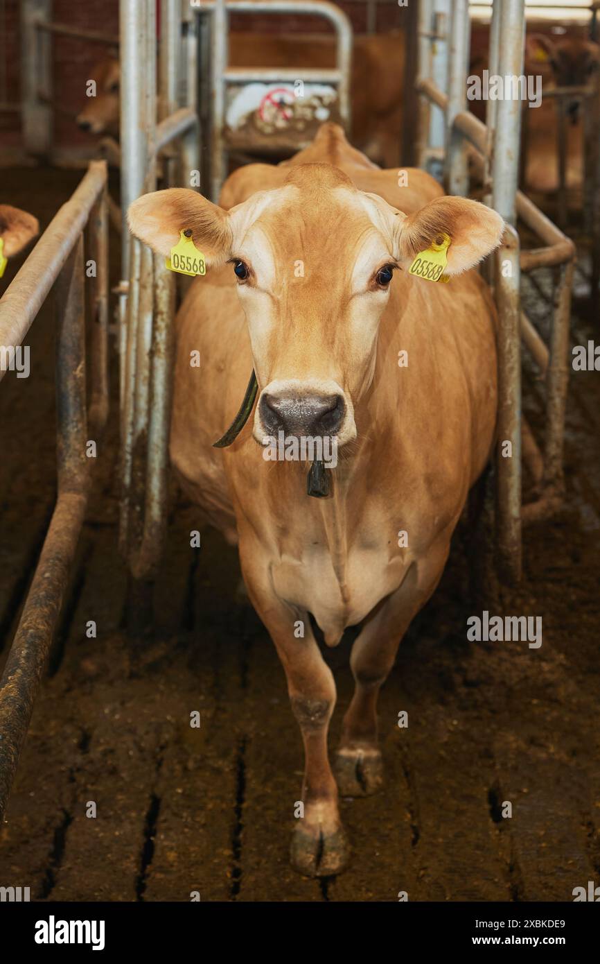 Jersey cow on a farm in Denmark Stock Photo - Alamy