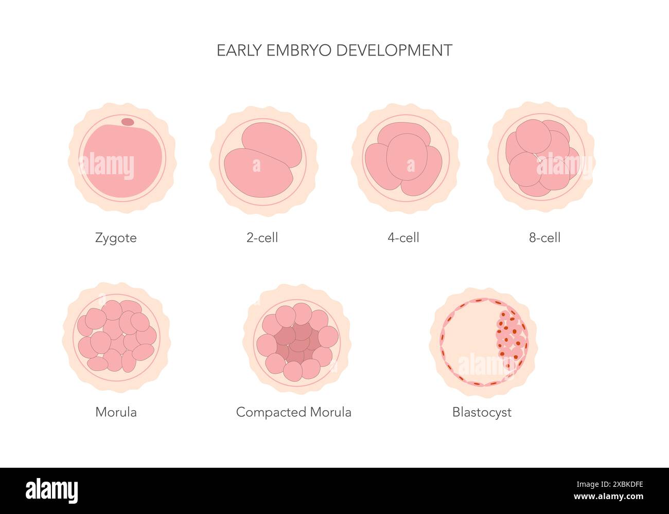 Early mammal human embryo development stages chart. Vector illustration Stock Vector Image & Art ...