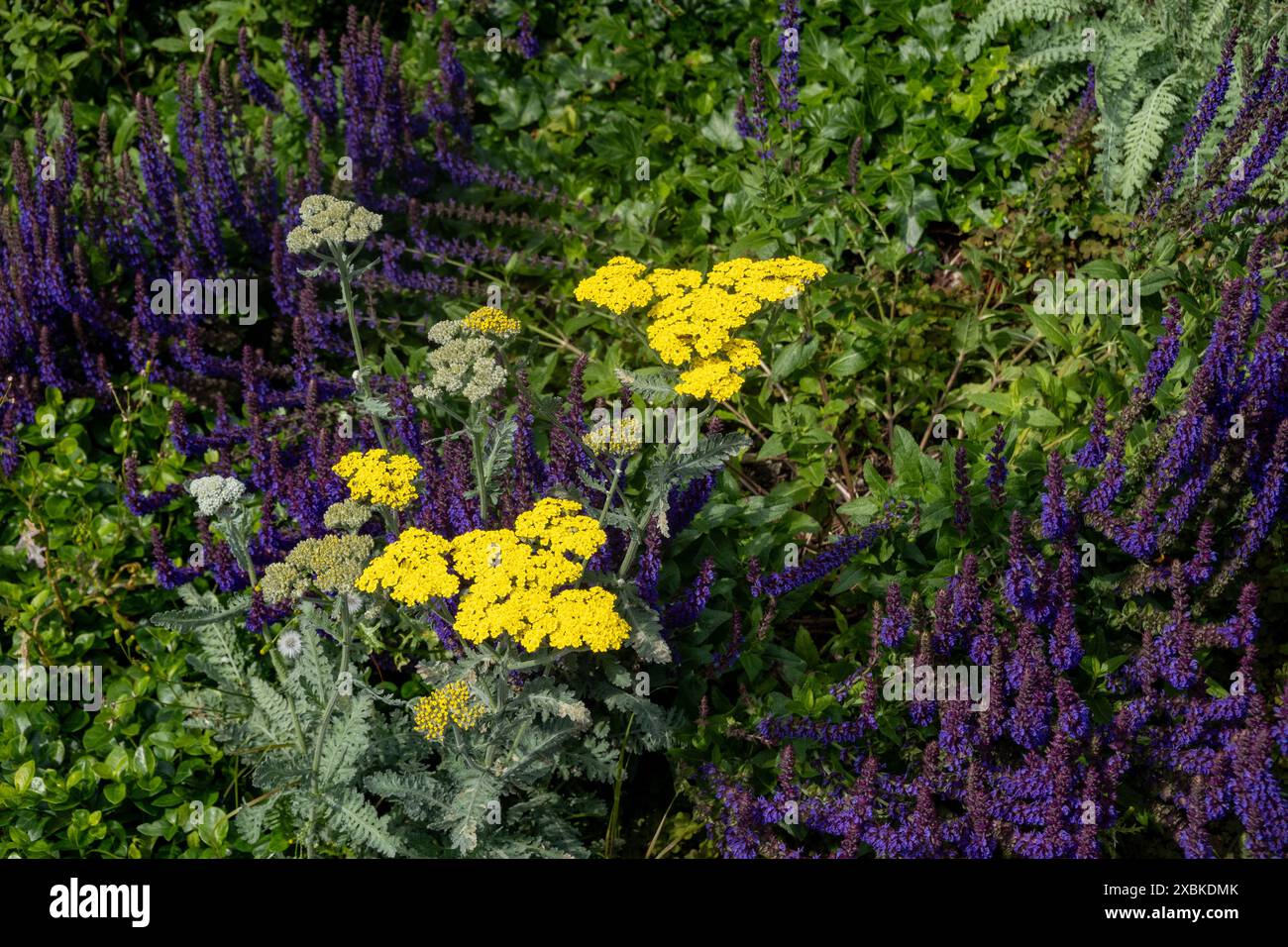 Purple achillea hi-res stock photography and images - Alamy