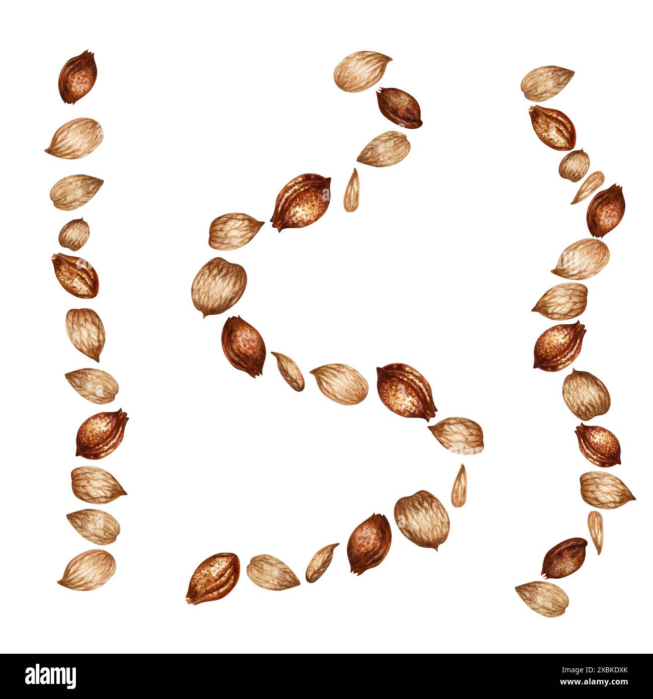 Apricot kernels and seeds. Watercolor illustration for the design of ...