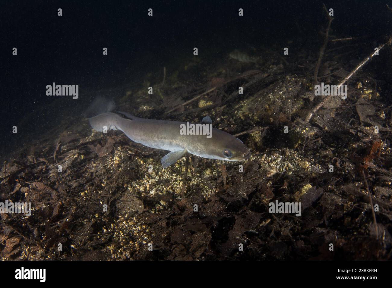 European eel is hiding on the bottom. Eel in freshwater. Nightdive in ...
