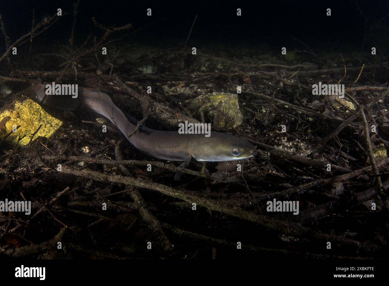 European eel is hiding on the bottom. Eel in freshwater. Nightdive in ...