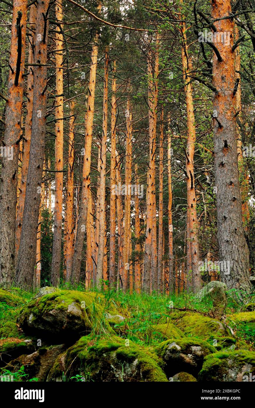 Pine wood close to Canencia mountain pass, Madrid, Spain Stock Photo ...