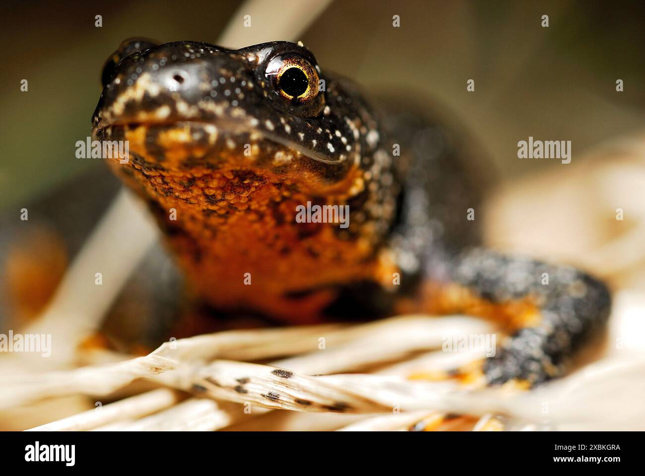 Zaluzi hi-res stock photography and images - Alamy