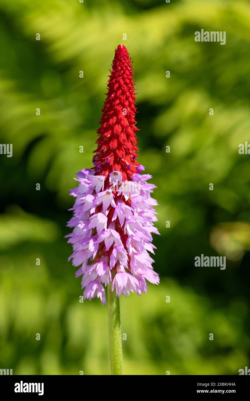 Primula vialli so hi-res stock photography and images - Alamy