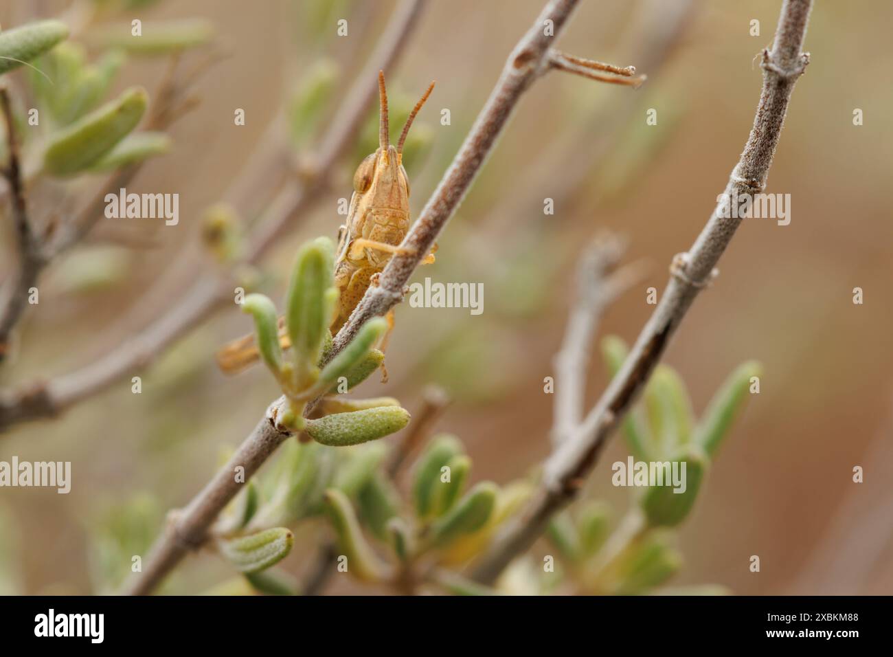 Small grasshopper hides on branch of thyme plant, thymus vulgaris ...