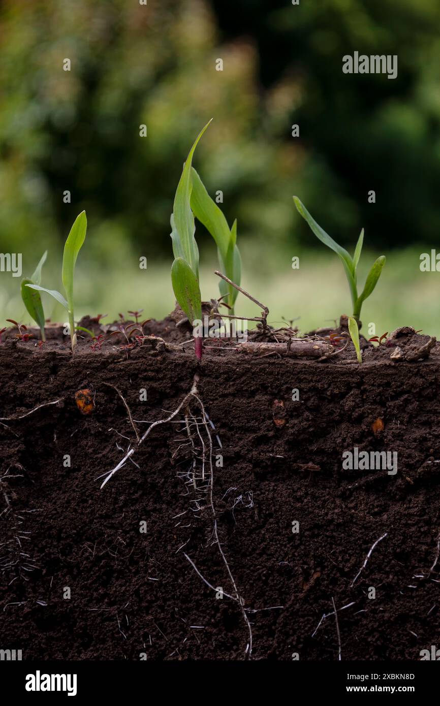 Young corn plants with roots Stock Photo - Alamy