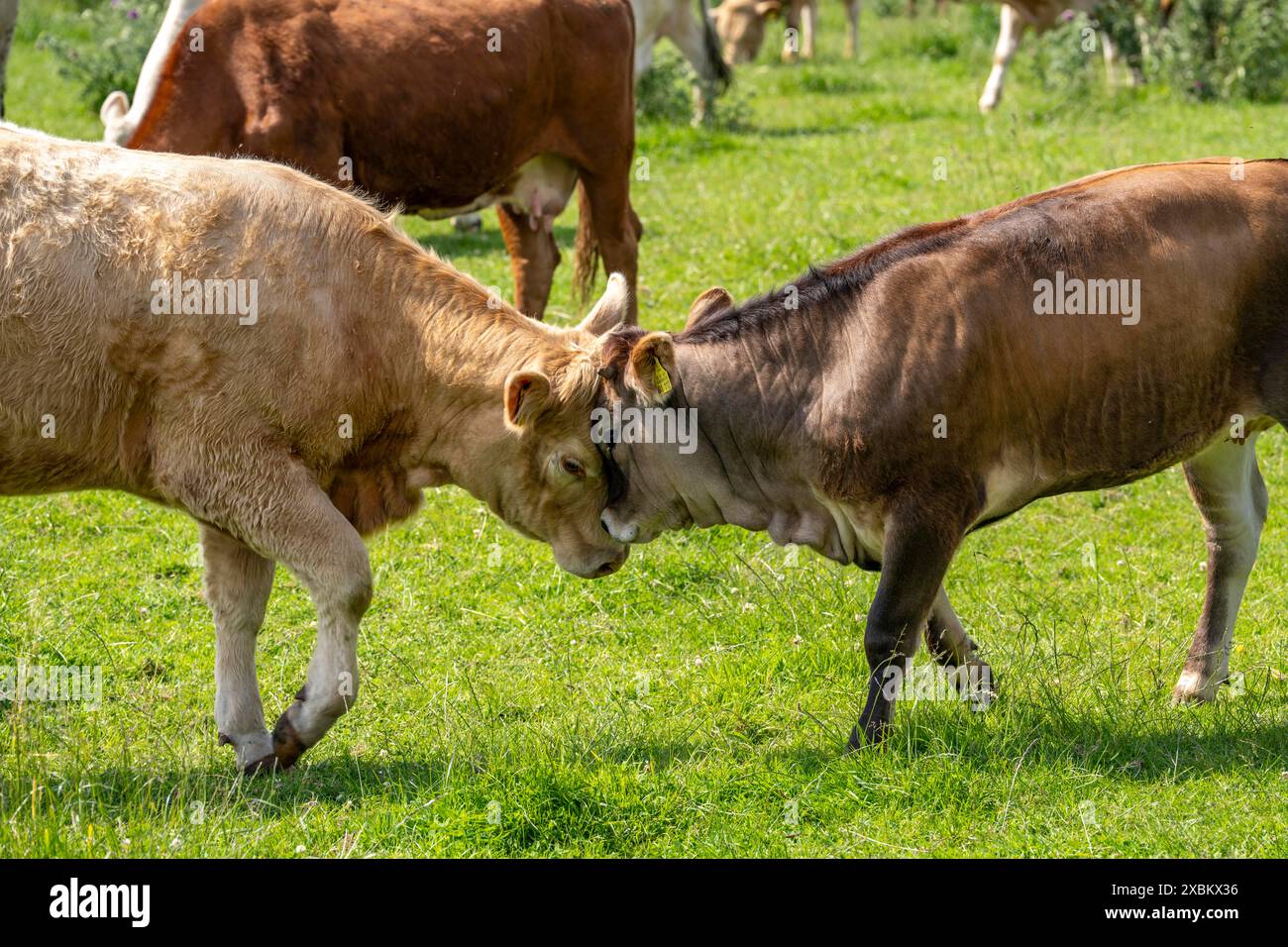 Herd of cattle, dairy cows, grazing in the Styrumer Ruhrauen, Mülheim ...