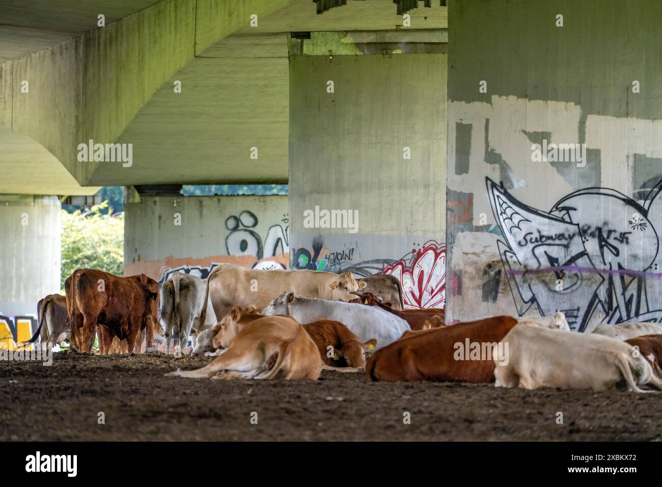 Cows grazing under highway hi-res stock photography and images - Alamy