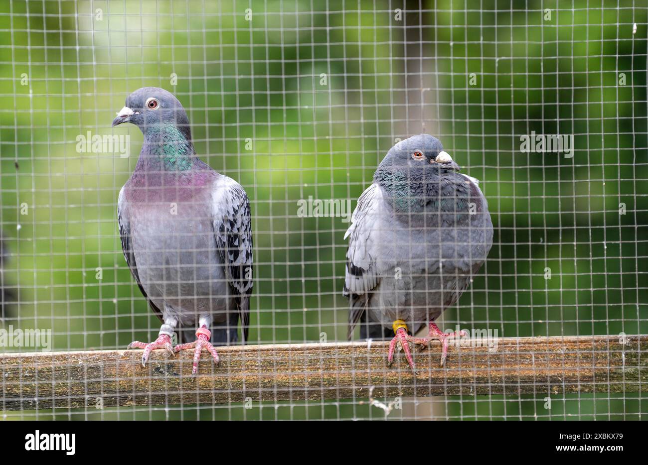 Carrier pigeons, in a pigeon loft, pigeon fancier, Mülheim, NRW ...