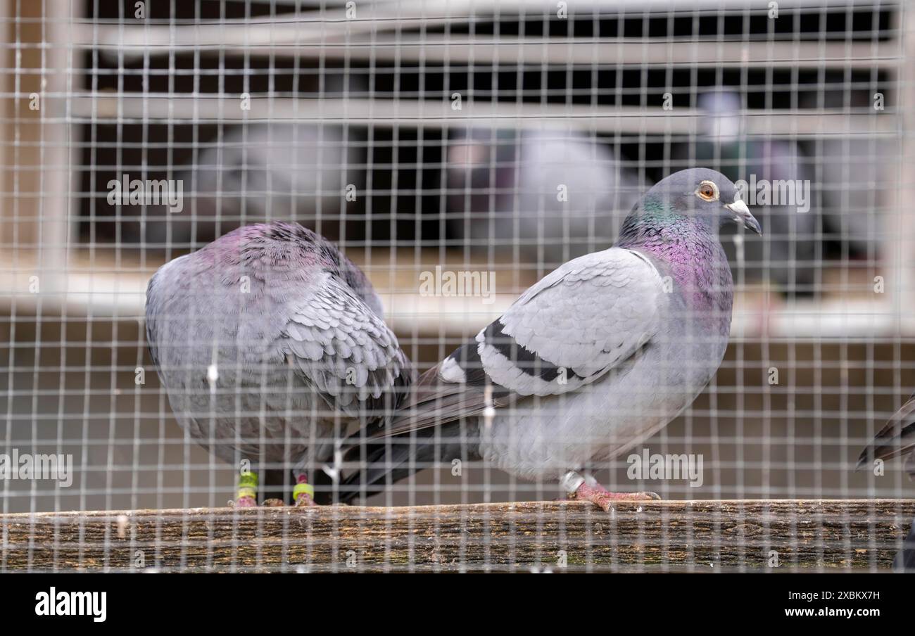 Carrier pigeons, in a pigeon loft, pigeon fancier, Mülheim, NRW ...