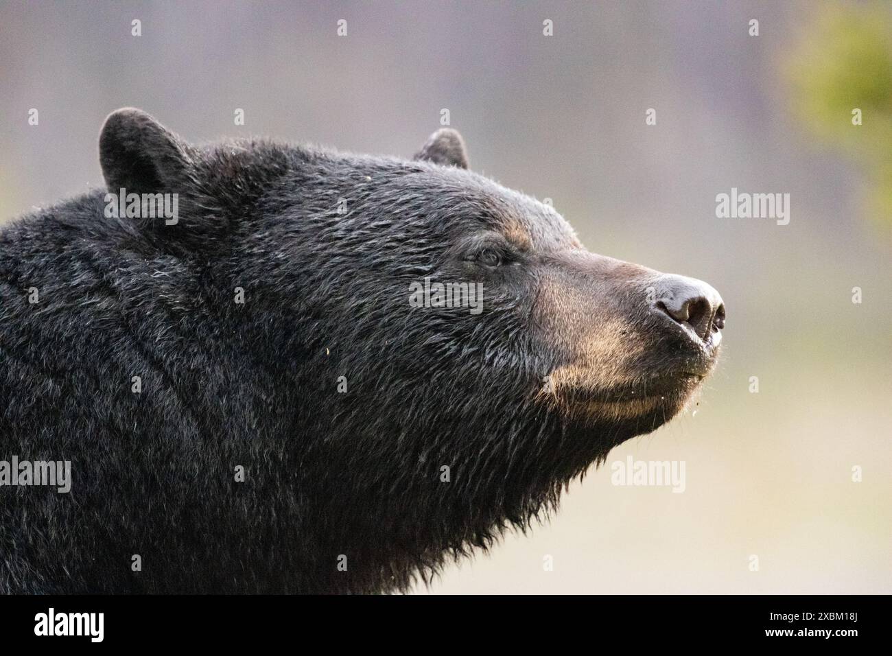 Jasper the bear hi-res stock photography and images - Alamy