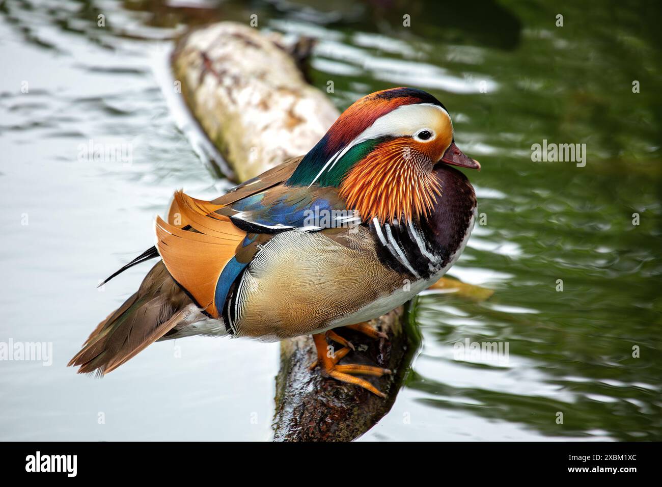 The male Mandarin Duck, known for its vibrant plumage and striking ...