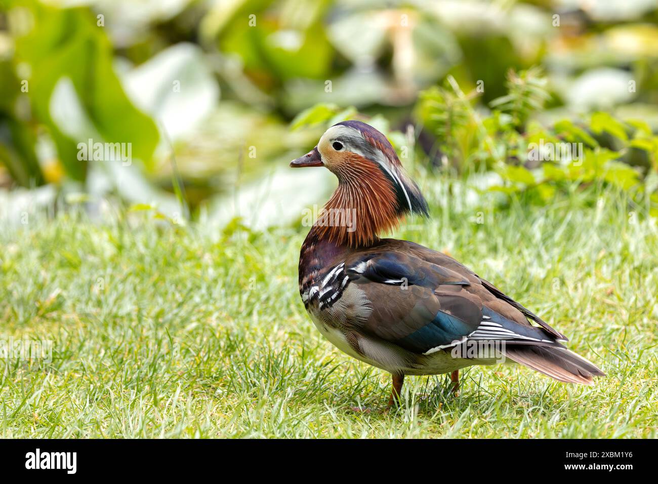 The male Mandarin Duck, known for its vibrant plumage and striking ...