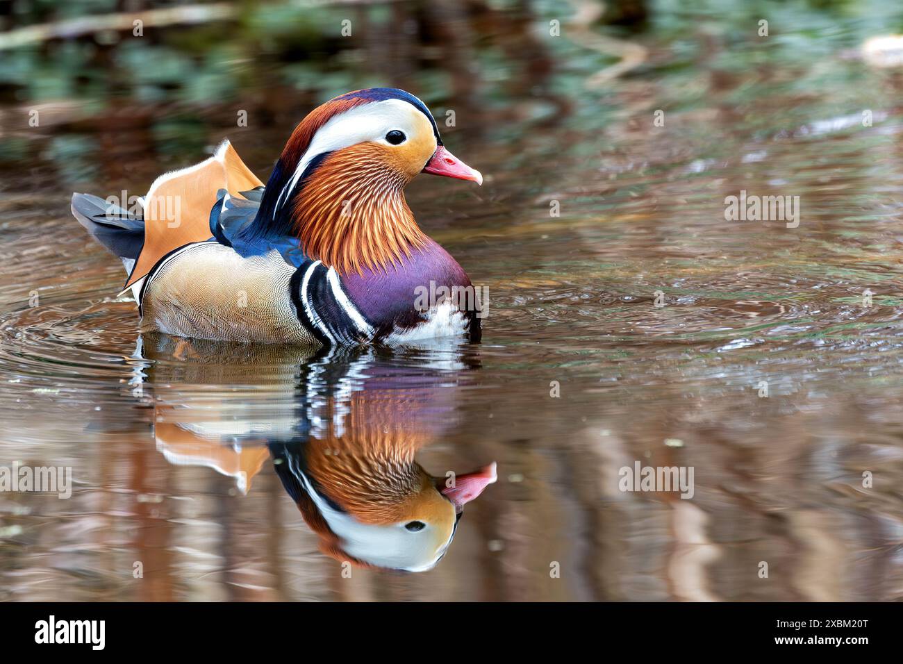 The male Mandarin Duck, known for its vibrant plumage and striking ...