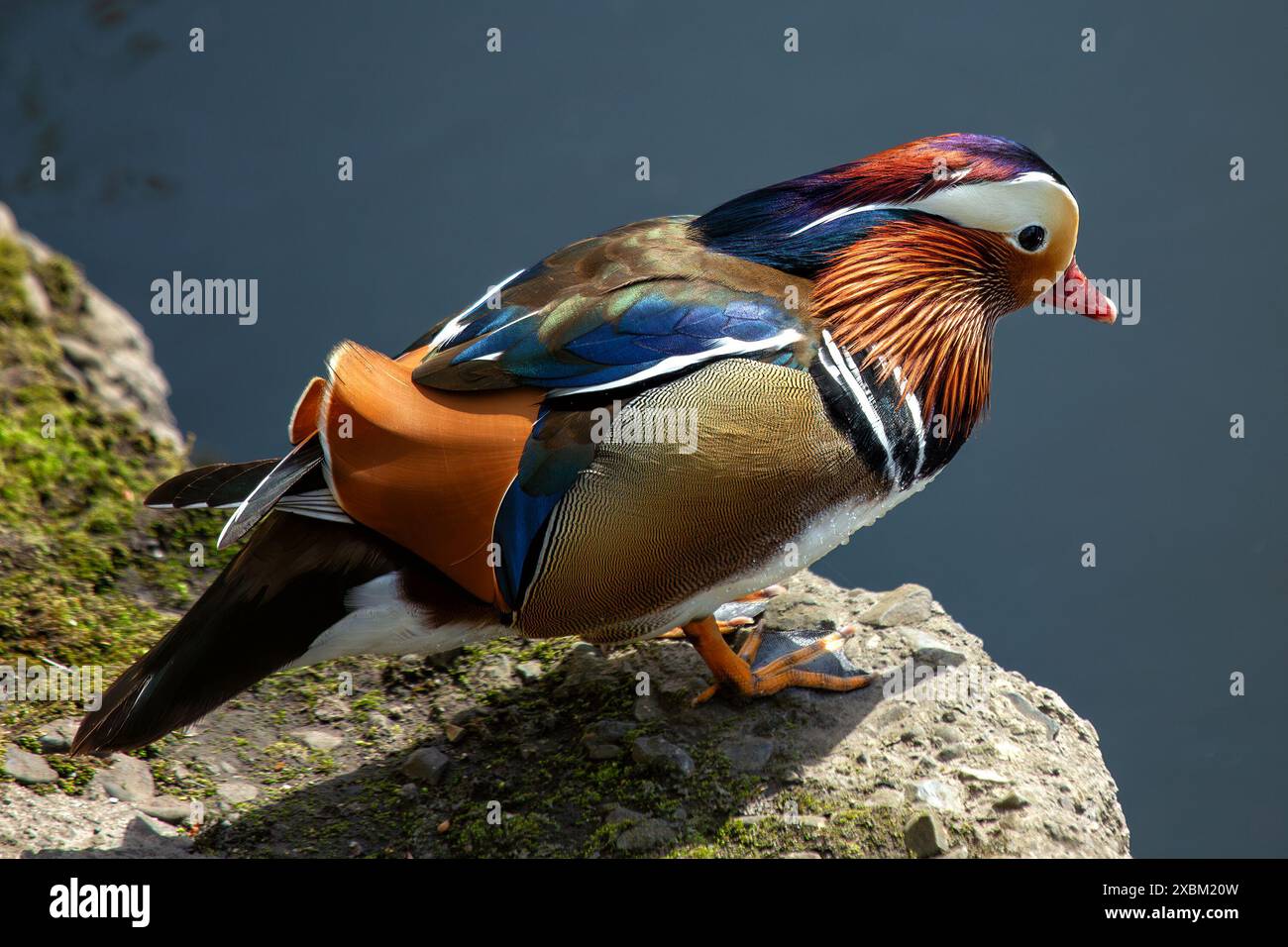 The male Mandarin Duck, known for its vibrant plumage and striking ...