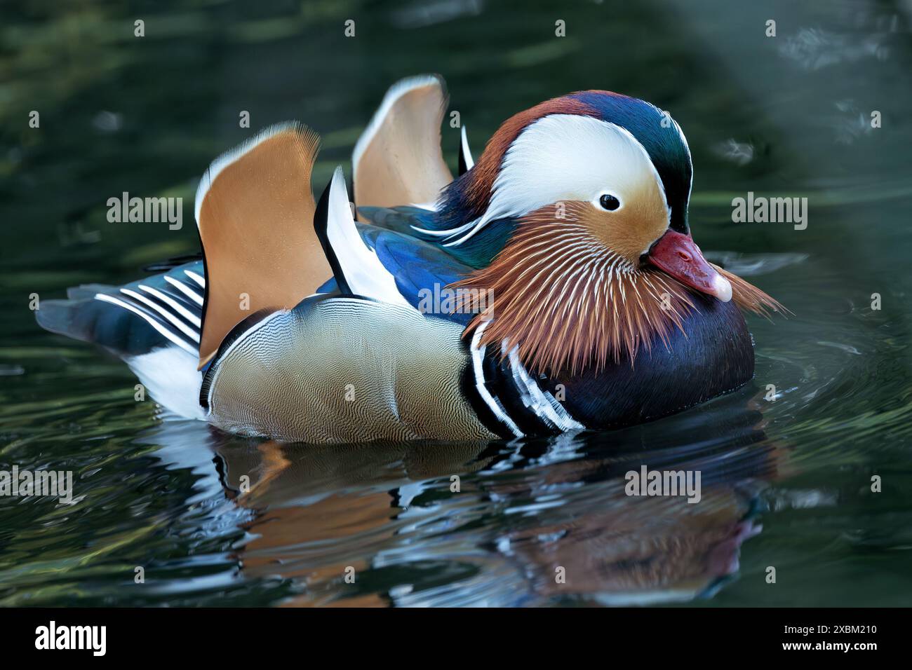 The male Mandarin Duck, known for its vibrant plumage and striking ...