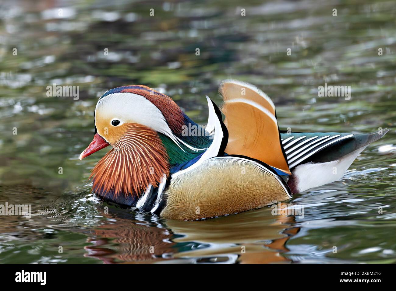The male Mandarin Duck, known for its vibrant plumage and striking ...