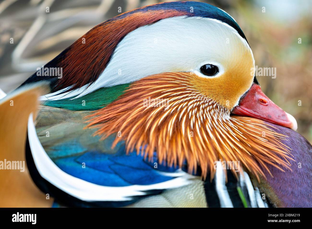 The male Mandarin Duck, known for its vibrant plumage and striking ...