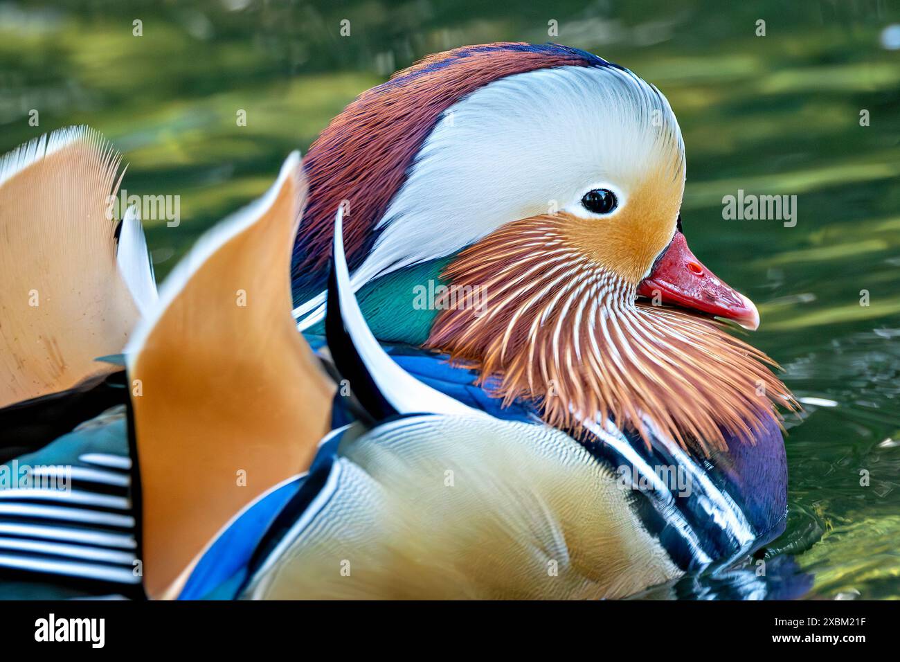 The male Mandarin Duck, known for its vibrant plumage and striking ...