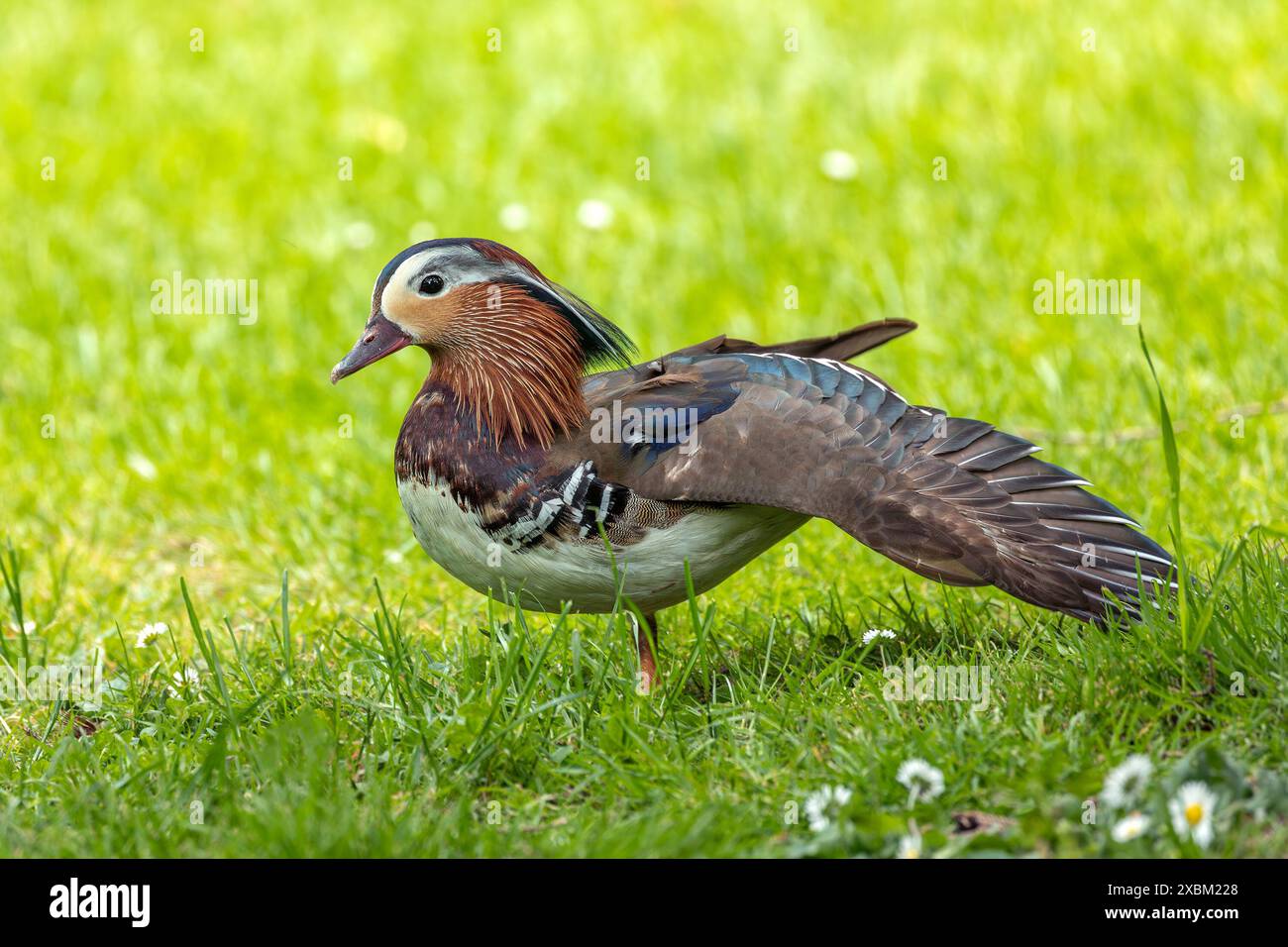 The male Mandarin Duck, known for its vibrant plumage and striking ...